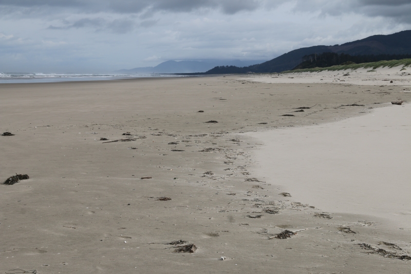 Wrack Line Definition